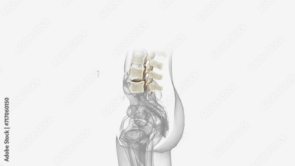 The lumbar vertebrae are, in human anatomy, the five vertebrae between ...