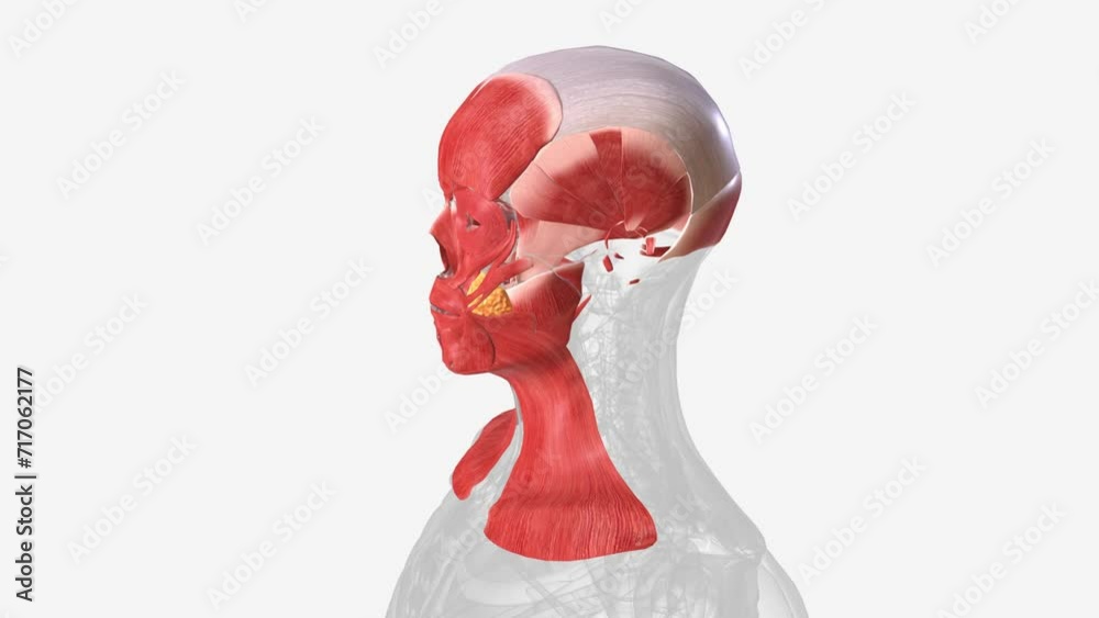 The muscles in head are divided by their function: mastication, vision ...