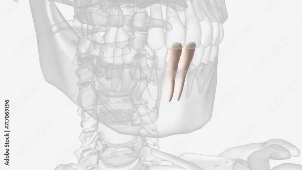 The mandibular central incisor is the tooth located on the jaw ...