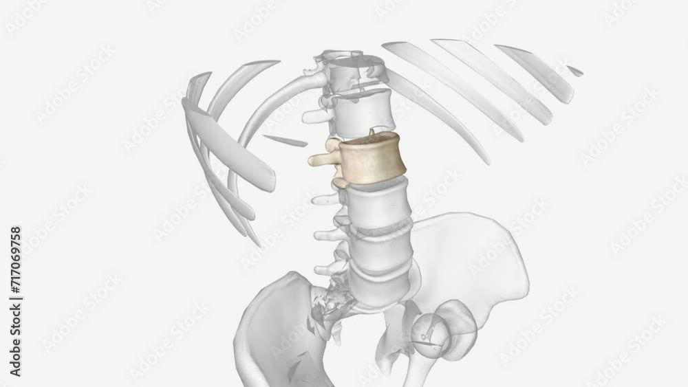 The L2 vertebra is the second uppermost of the five (5) lumbar ...