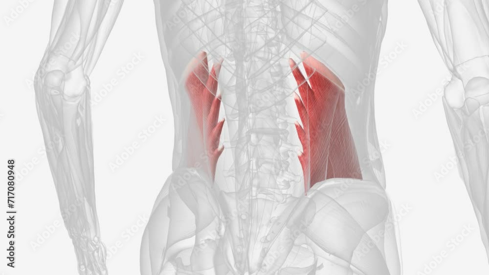Vidéo Stock The Quadratus Lumborum (QL) is the deepest back muscle and ...