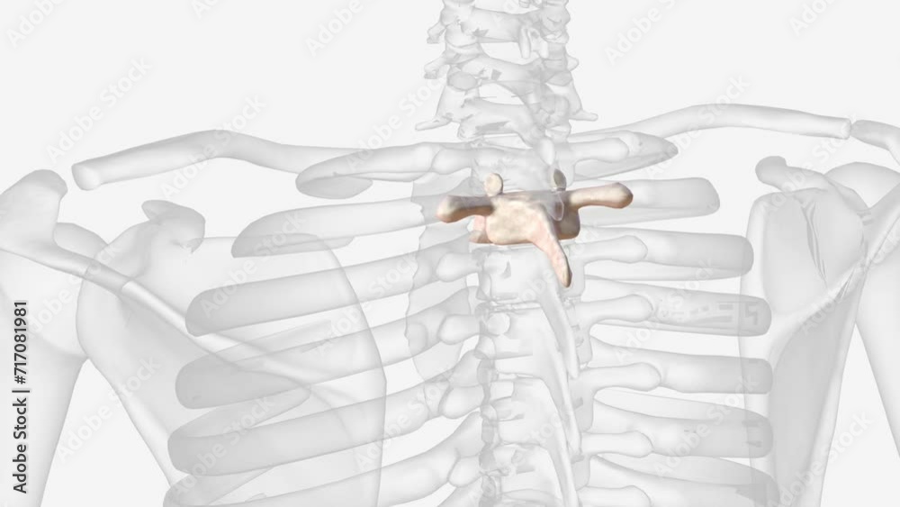 Second thoracic vertebrae (T2): The T2 vertebra is larger than T1 ...