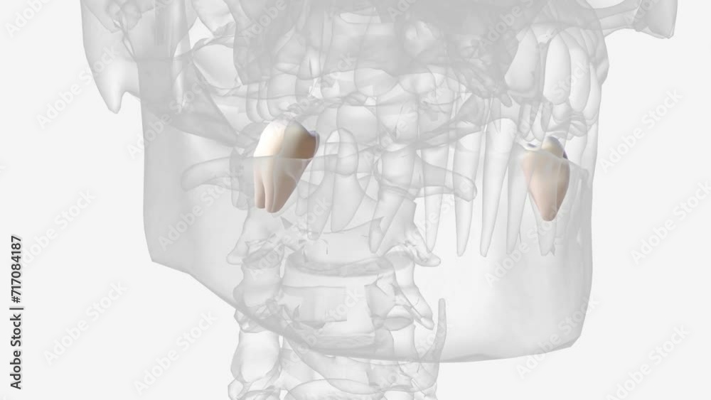 The mandibular second molar is the tooth located distally from both the ...