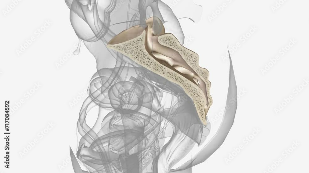 The sacrum is the triangular bone just below the lumbar vertebrae . The ...