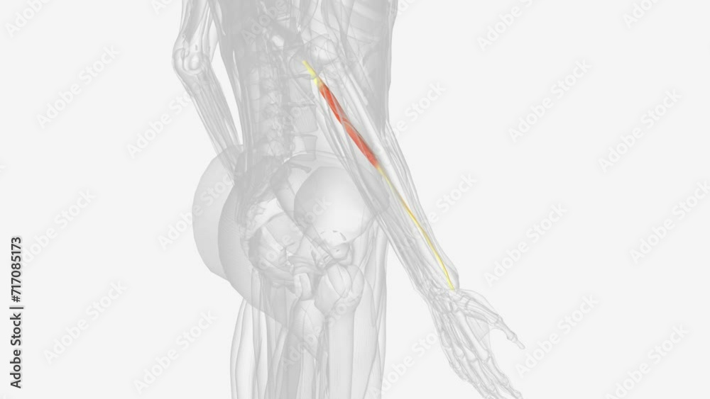 Palmaris longus is a slender, elongated, spindle shaped muscle, lying ...