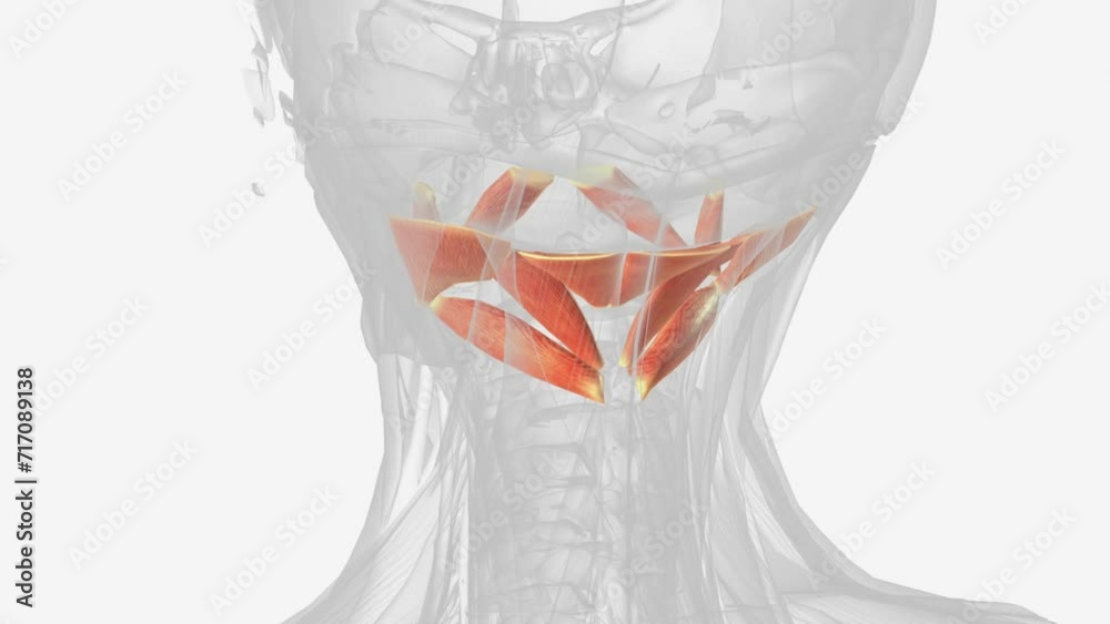 The suboccipital muscles are a group of four muscles located inferior ...