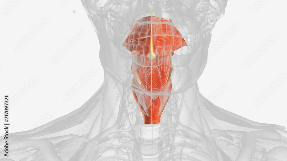 The pharyngeal muscles are a group of muscles that form the pharynx ...