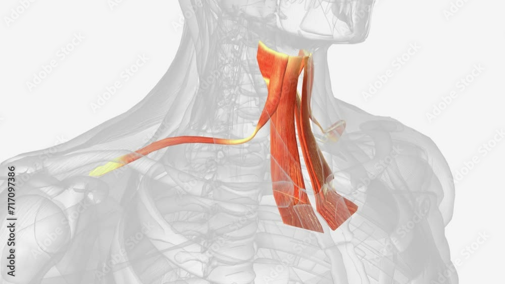 Vidéo Stock The infrahyoid muscles are a group of four muscles that are ...