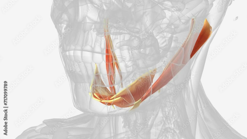 The suprahyoid muscles are a group of four muscles located superior to ...