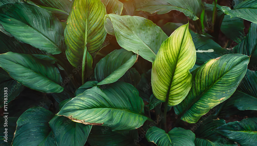 Leaves of giant plant in the garden, abstract green texture wallpaper ...