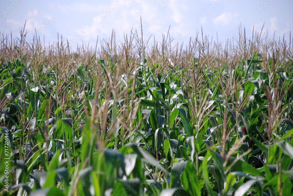 Field with growing corn. Tall corn grew in a wide field, a plant with ...