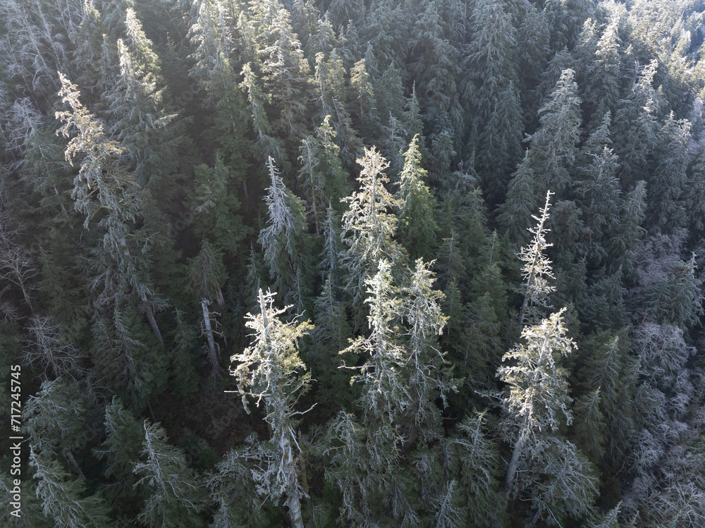 Seen from the air, thick forest covers the Oregon Coast Range. This ...