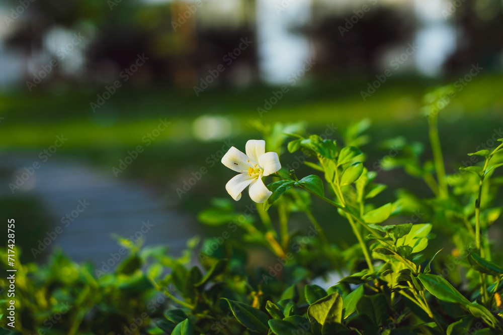 Murraya paniculata is a flowering plant belonging to the genus Murraya ...