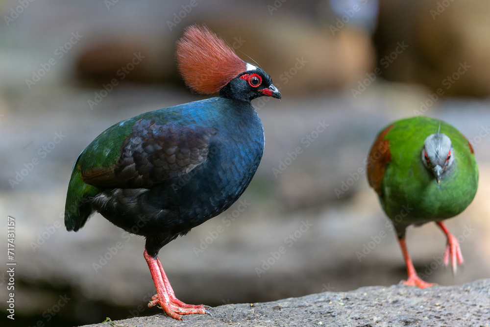 Crested Partridge (Rollulus rouloul) showcasing its exquisite and ...