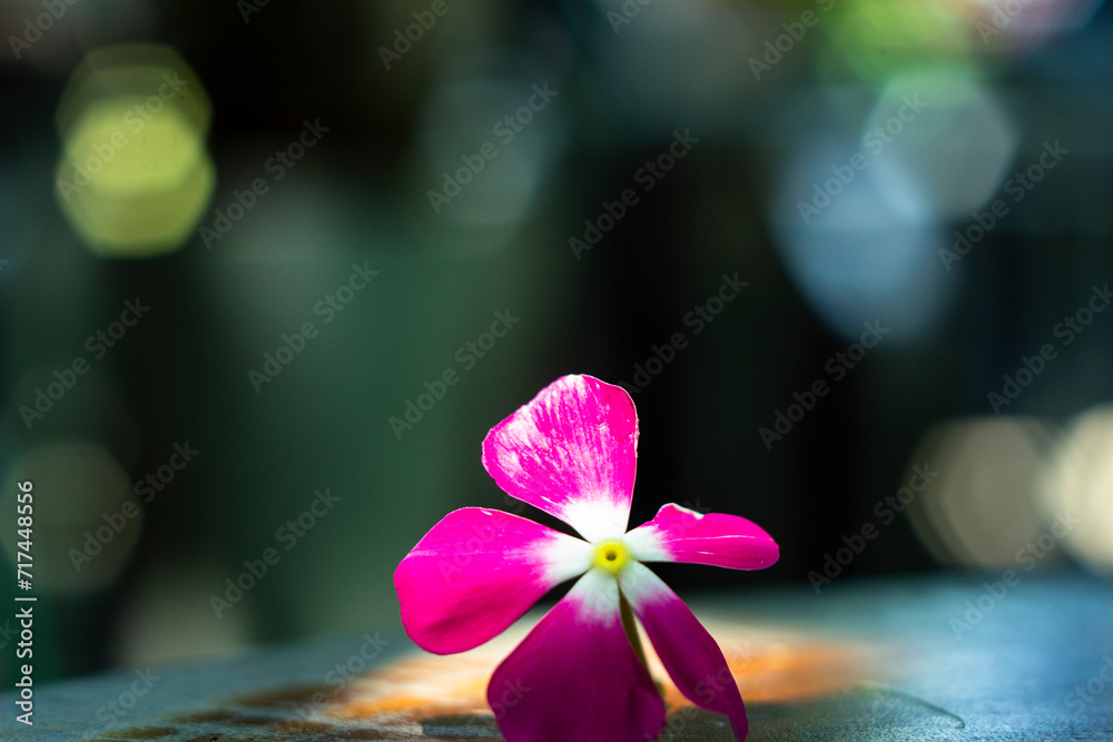 Cape periwinkle, Madagascar periwinkle, graveyard plant,Prostrate ...