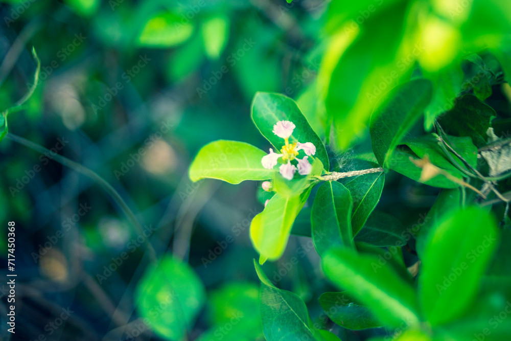 Malpighia is a sweet and juicy fruit that is rich in vitamin C.Acerola ...