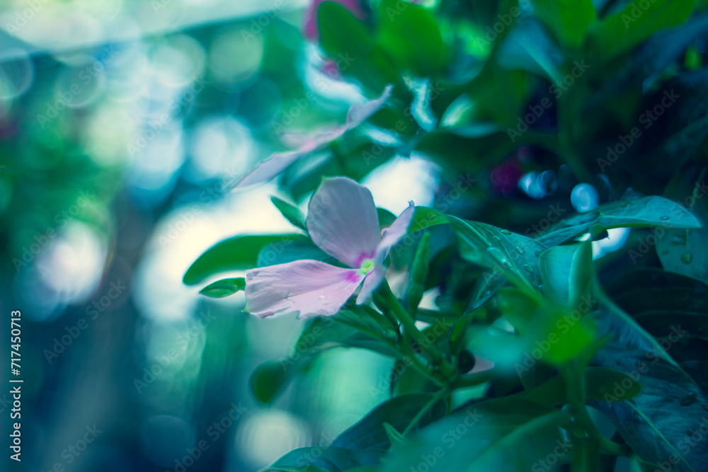 Cape periwinkle, Madagascar periwinkle, graveyard plant,Prostrate ...