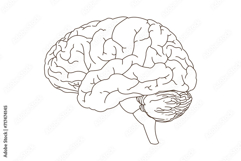 Human brain, line art vector illustration. side view of brain with ...