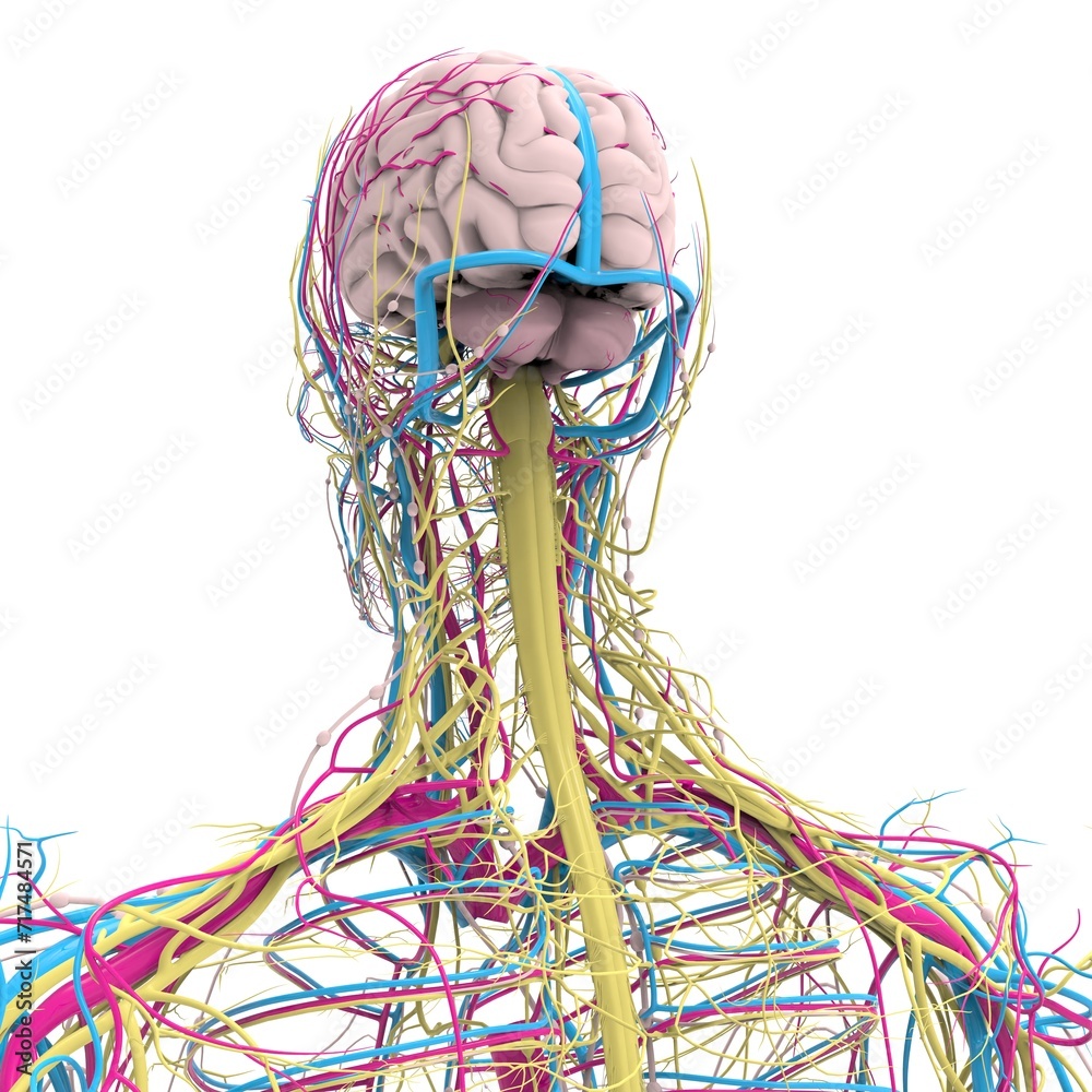 human brain blood vessels and nerves and lymph node system anatomy ...