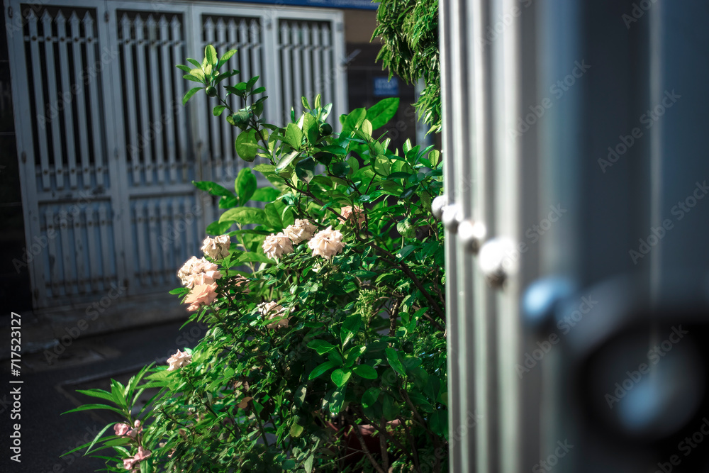 .Flower power, signs of peace, stop violence, peaceful protest symbol ...