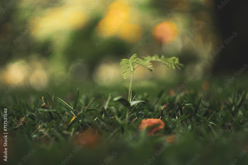 Arachis pintoi,Arachis pintoi grows from a tuber, Arachis pintoi crawls ...