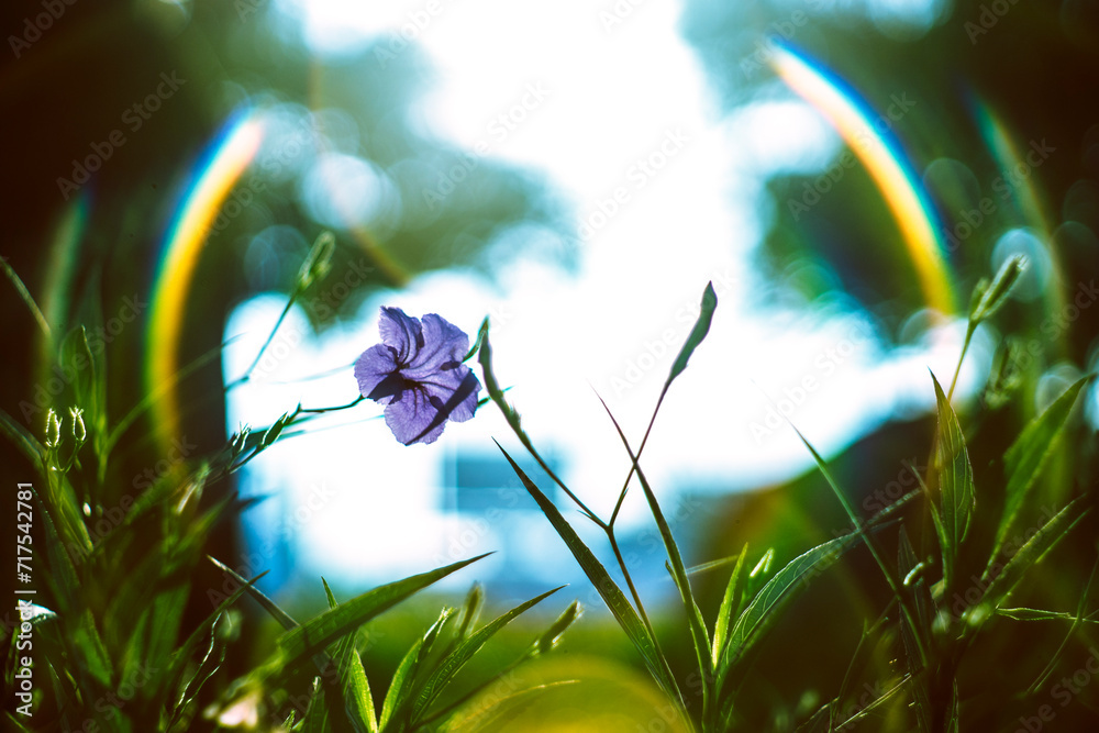 Ruellia simplex also known as the, Mexican bluebell or Britton's wild ...