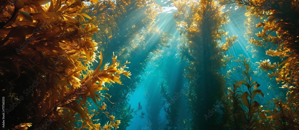 Foto de Monterey Bay receives abundant sunlight through the kelp forest ...