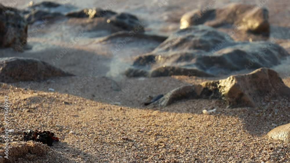 Video of the first steps of a green turtle on the beach. Leaving the ...