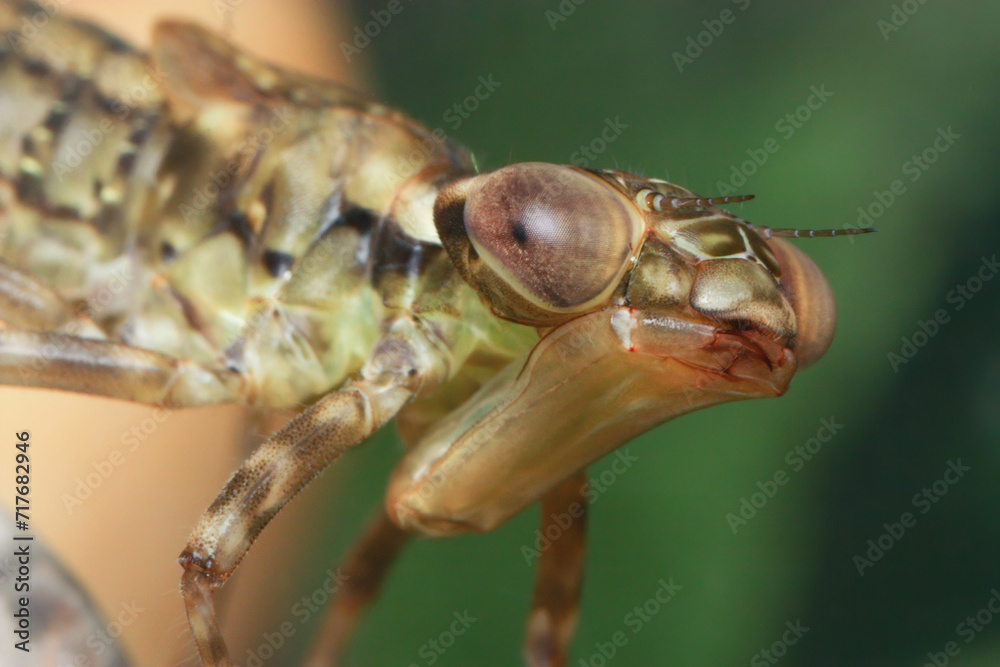 Detail of the head of a dragonfly larva underwater Stock Photo | Adobe ...