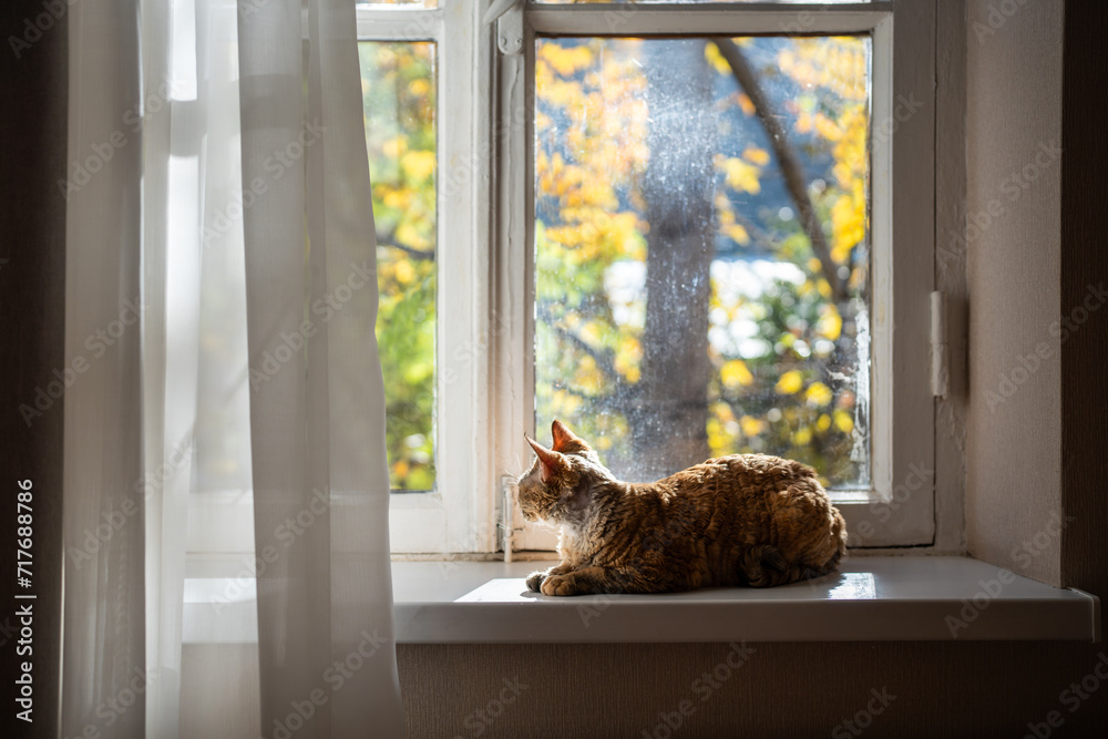 Slim short-haired tall-eared purebred cat Devon rex lying on windowsill ...