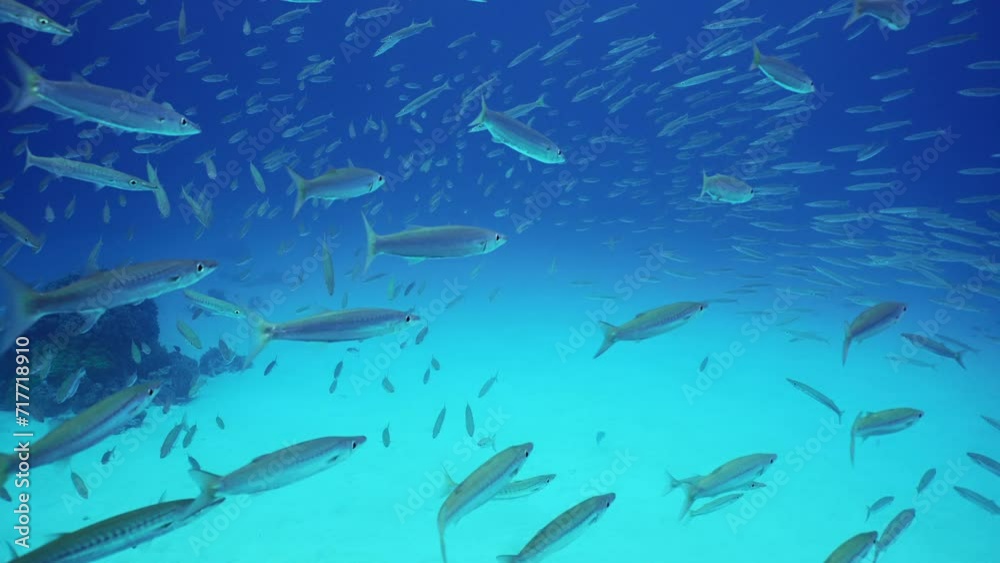 Large school of Barracudas swimming on depth in blue water above sandy ...