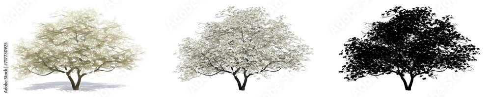 Set or collection of Flowering Dogwood trees, painted, natural and as a ...