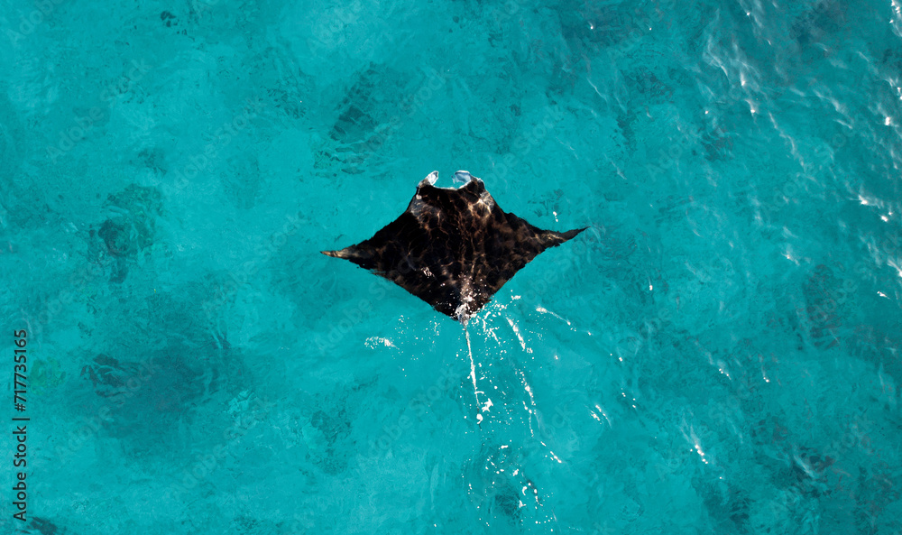 Manta ray swimming in the shallow water. Gentle giant in the ocean ...