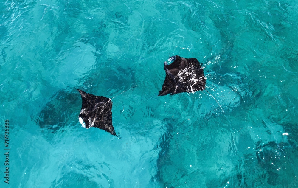 Aerial picture of two manta rays swimming in the blue shallow water ...