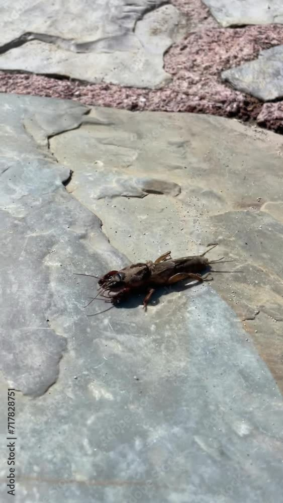 Mole cricket or Medvedka Gryllotalpa gryllotalpa walking on the ground ...