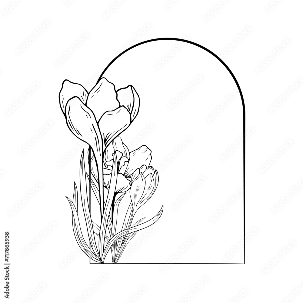 Crocus flowers, saffron. Arch frame. Hand drawing, outline drawing ...