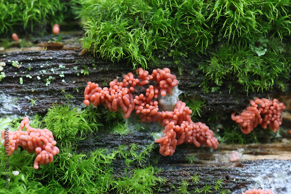 Arcyria major, also called Arcyria insignis var. major, a candy slime ...