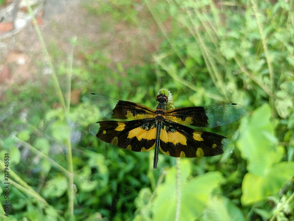 Rhyothemis variegata, known as the common picture wing or variegated ...