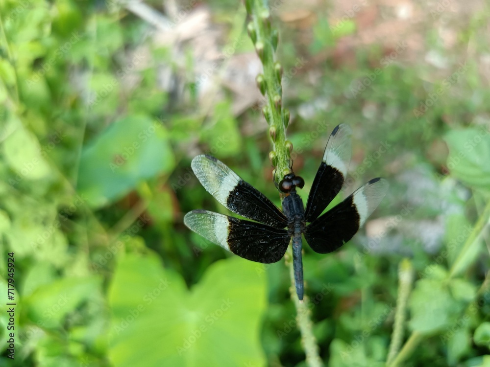 Rhyothemis variegata, known as the common picture wing or variegated ...