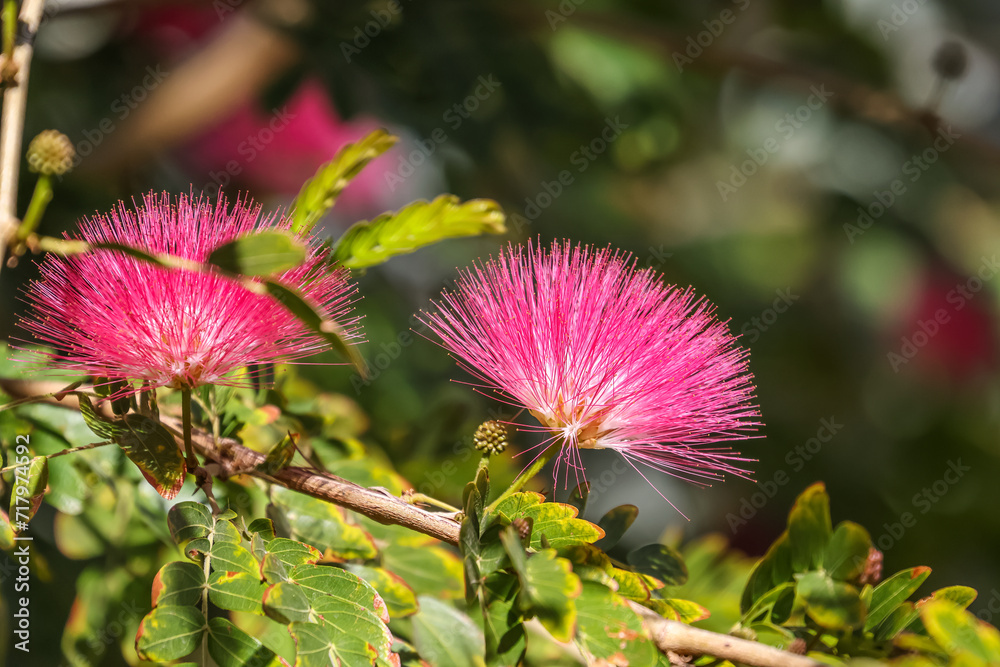 Albizia julibrissin, the Persian silk tree, pink silk tree, or mimosa ...