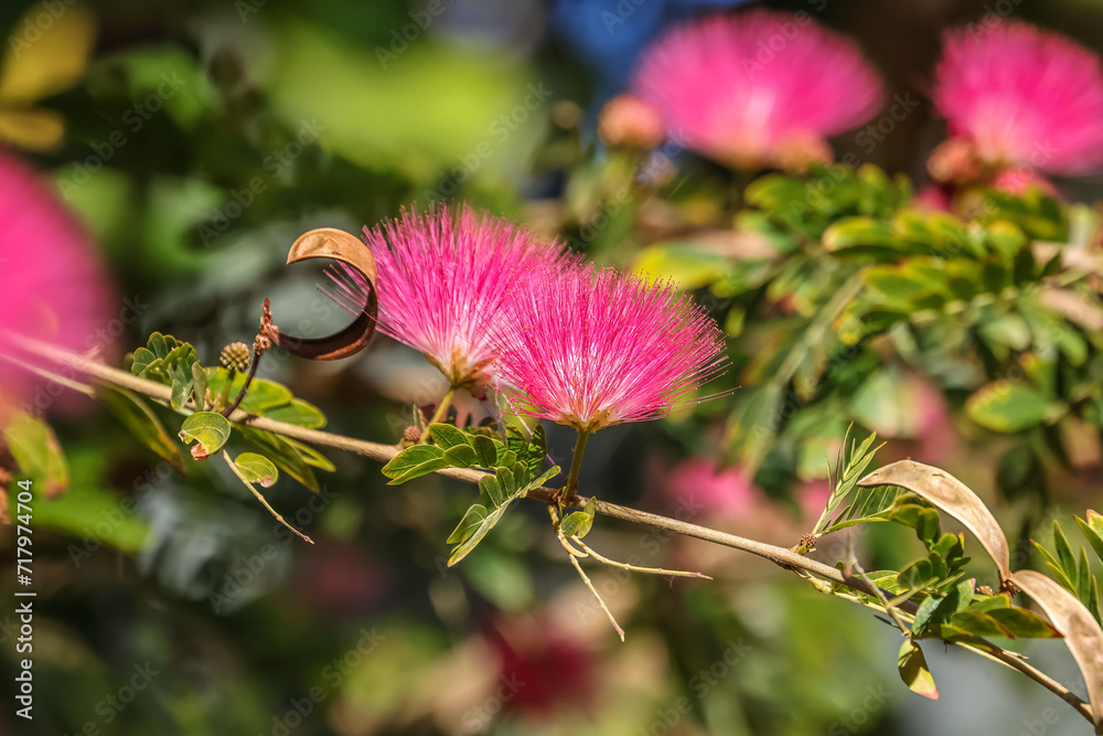 Albizia julibrissin, the Persian silk tree, pink silk tree, or mimosa ...