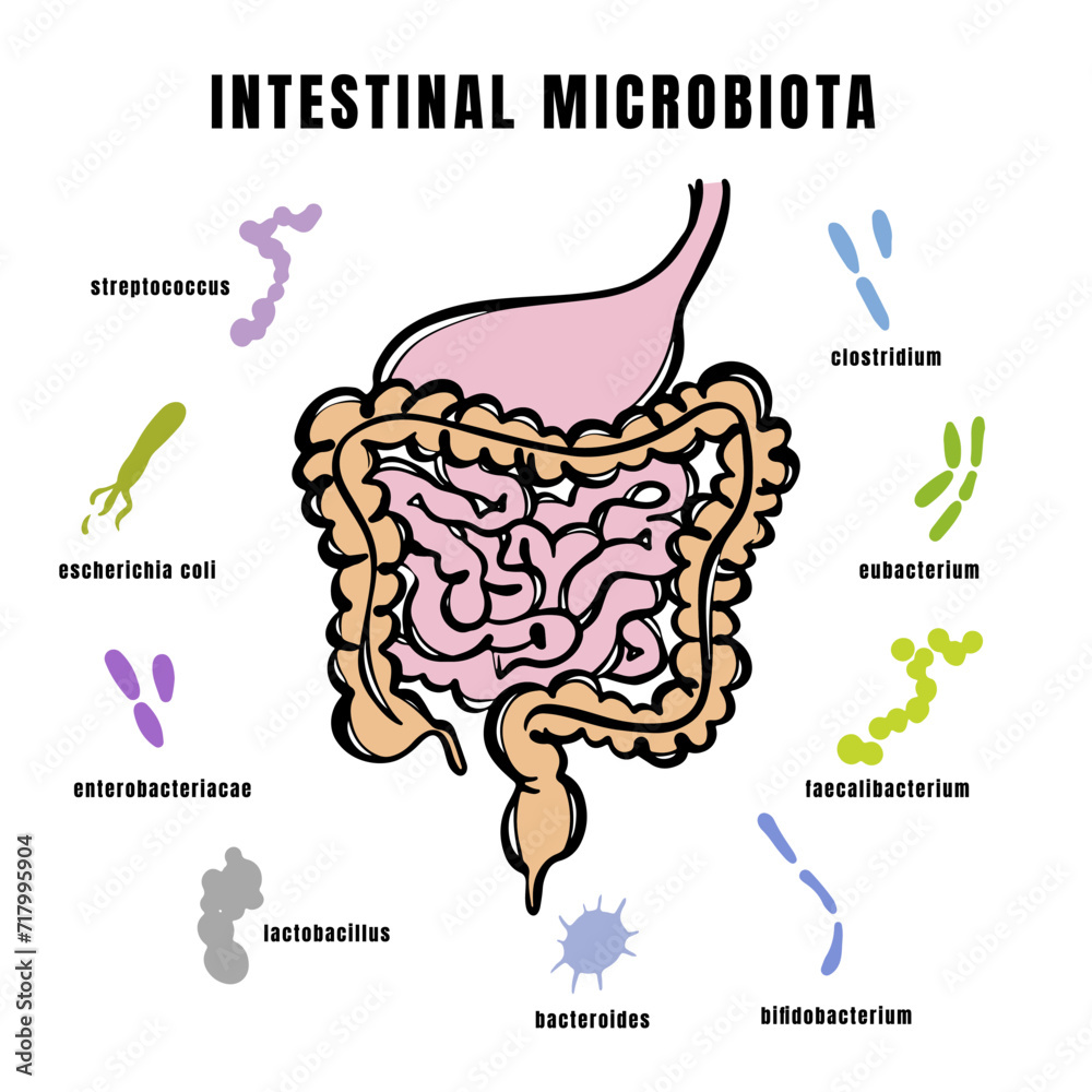 Poster INTESTINAL MICROBIOTA OF THE HUMAN Types Of Bacteria In Gut ...