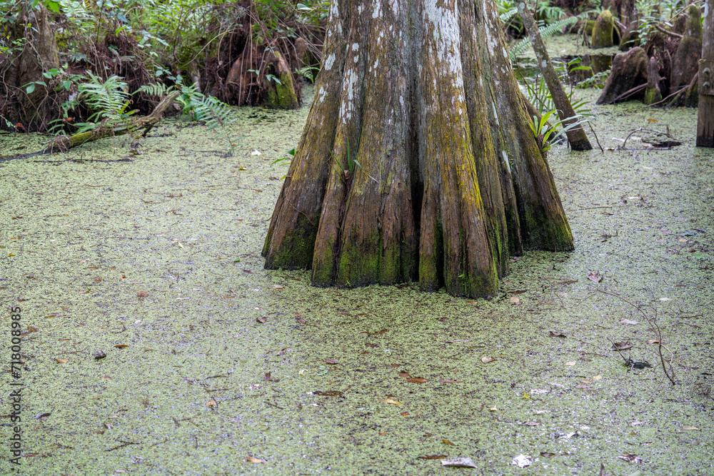 A base of the trunk of a bald cypress tree, part of the root system in ...