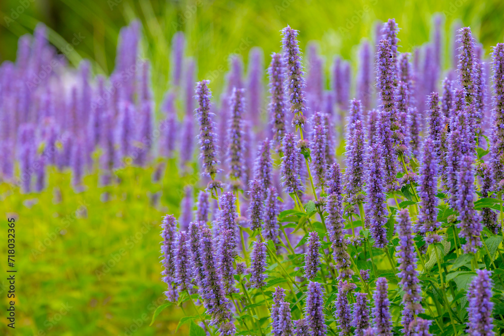 Selective focus of purple blue flower Korean mint in the garden, Blue ...