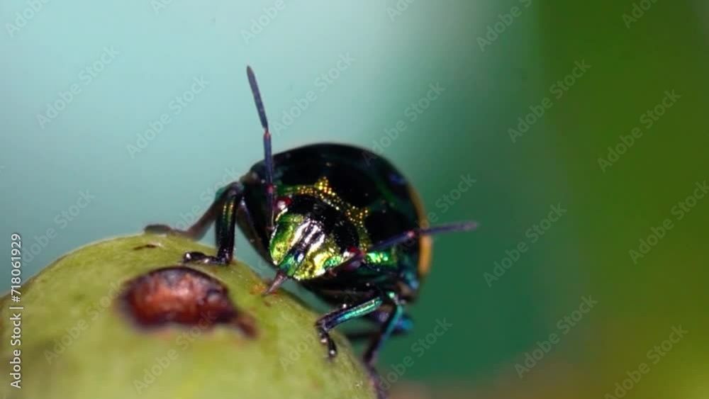 Macro Marvel: Lychee Shield Bug Savoring Fruit Essence in Stunning ...