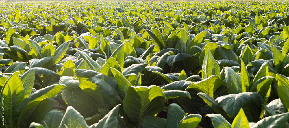 Rural tobacco plantation lush green field of tobacco leaves in the ...