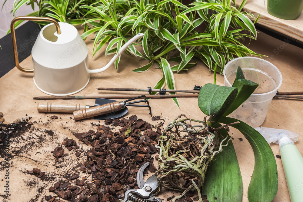 Phalaenopsis orchid with root ball and gardening tools on the table ...
