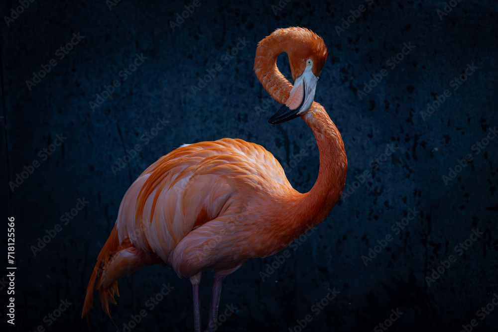 Fine art portrait of a Caribbean pink flamingo in the flamingo house at ...
