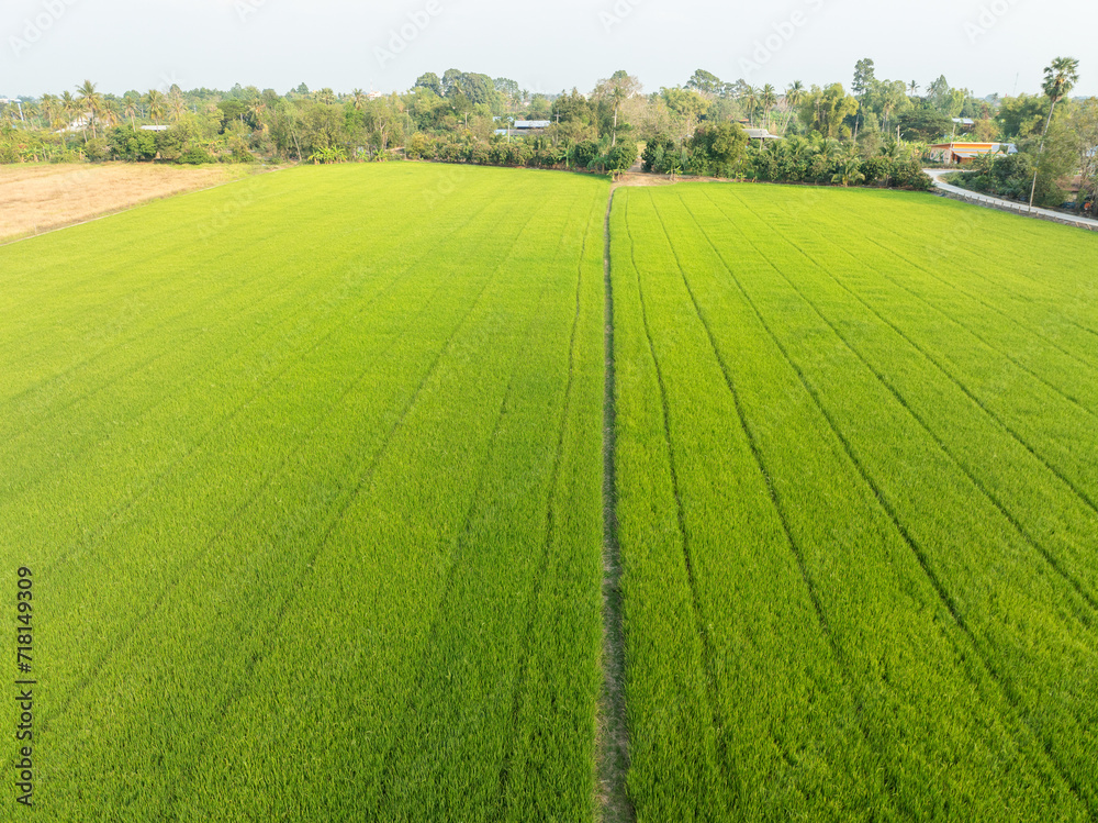 Drone high angle shot Large tracts of lush green rice fields in the ...