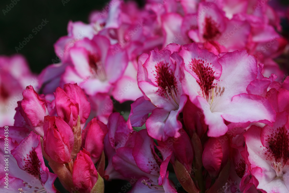 Rhododendron blooming flowers in the spring garden. Pacific ...